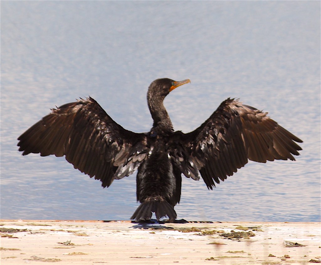 BIRD LIMERICKS | Kenneth Harper Finton